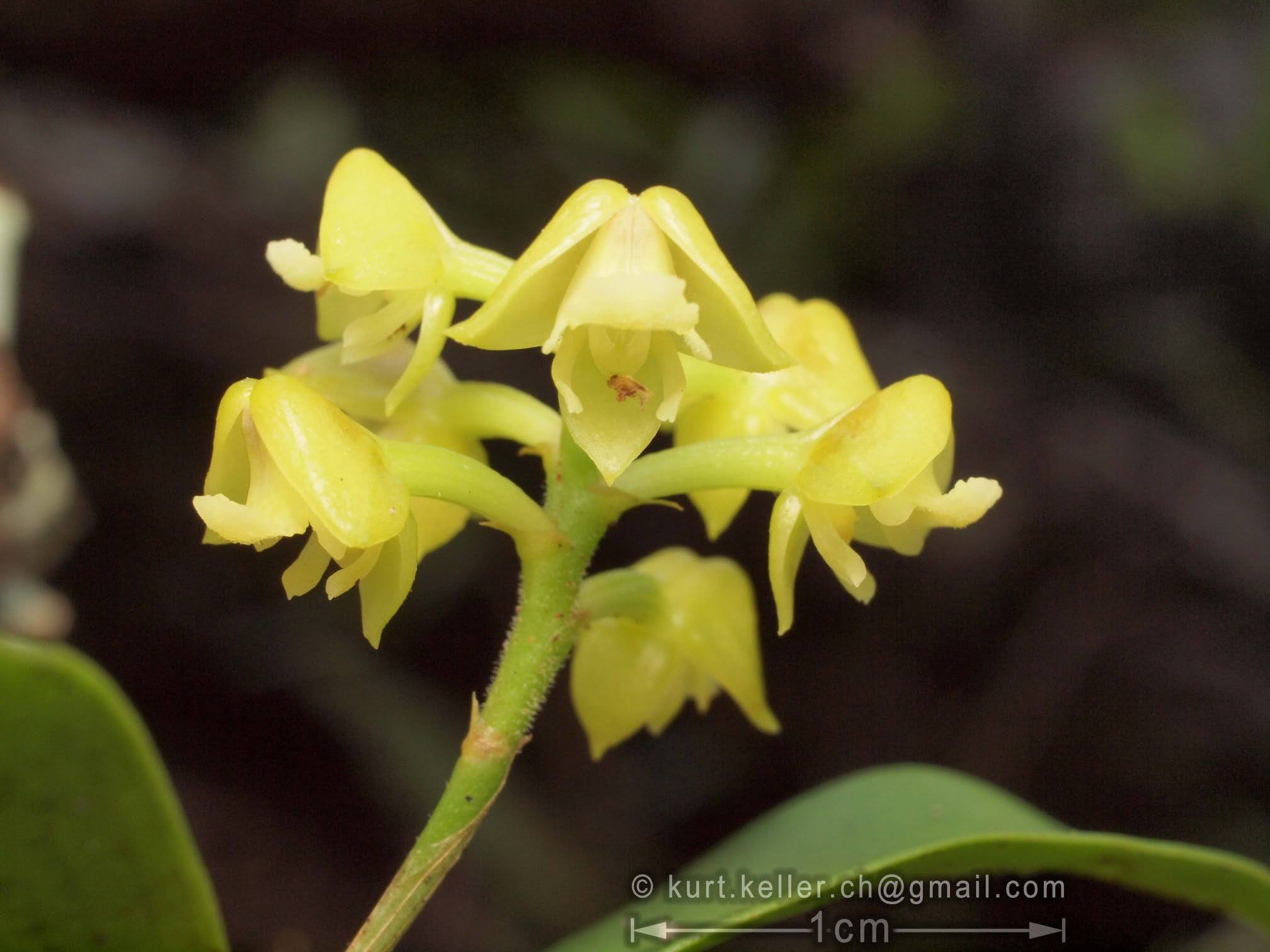 Polystachya concreta