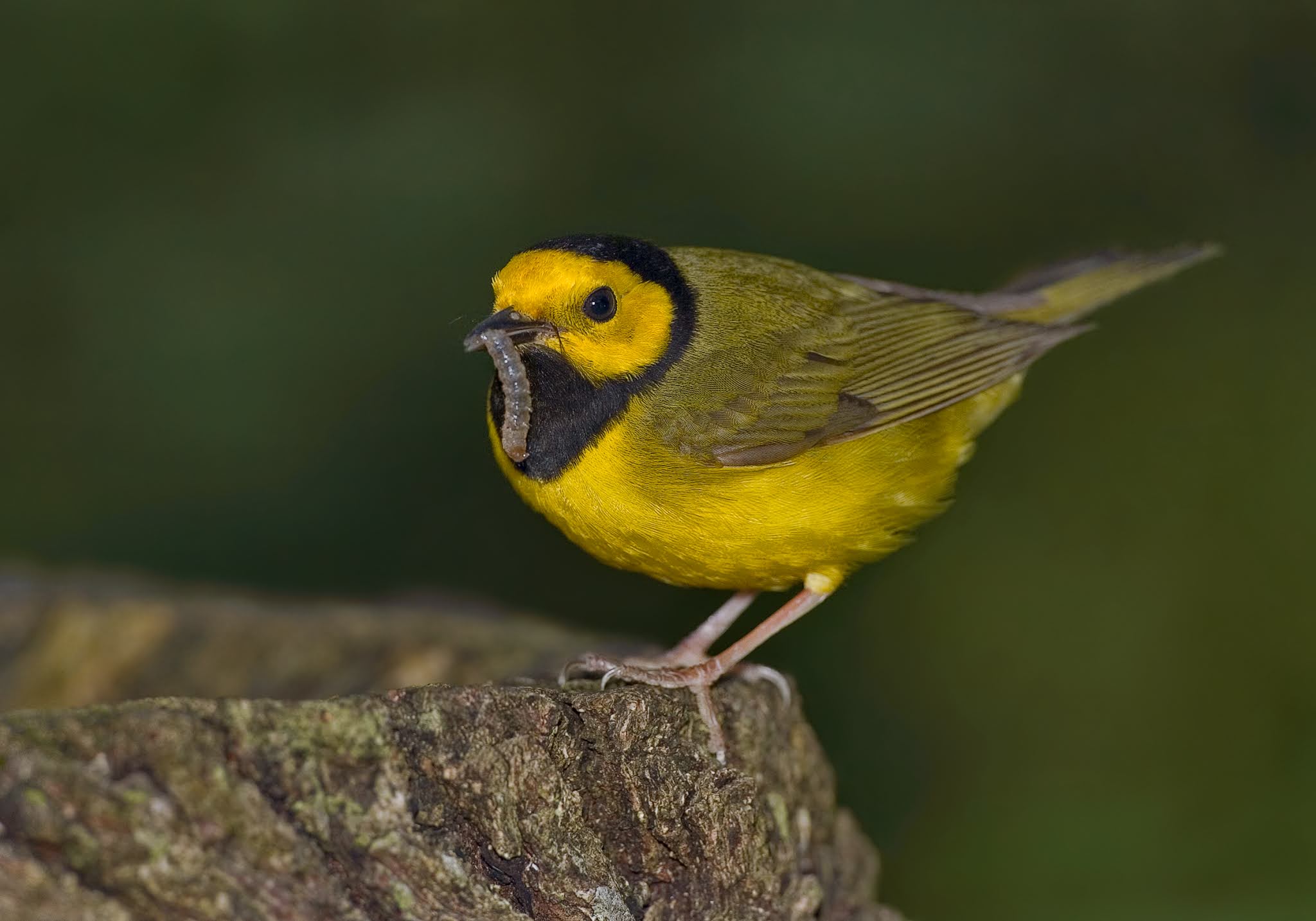 A New Pinnacle - Migratory Birds