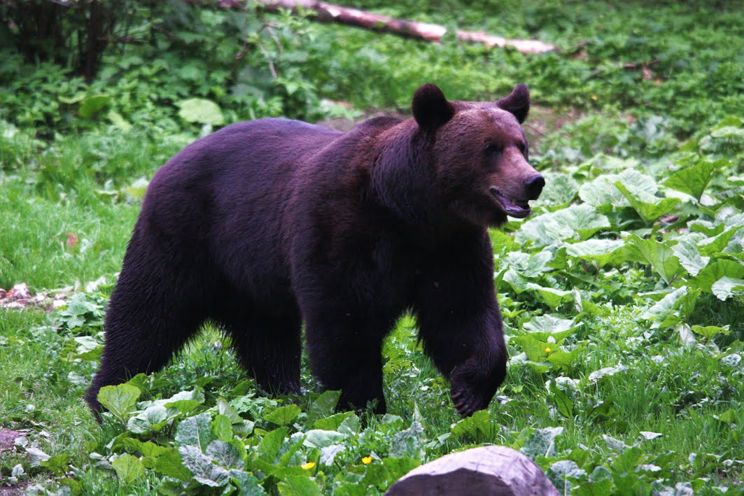 VLIEGBEELD: ROEMENIË 1: BRUINE BEREN IN DE KARPATEN