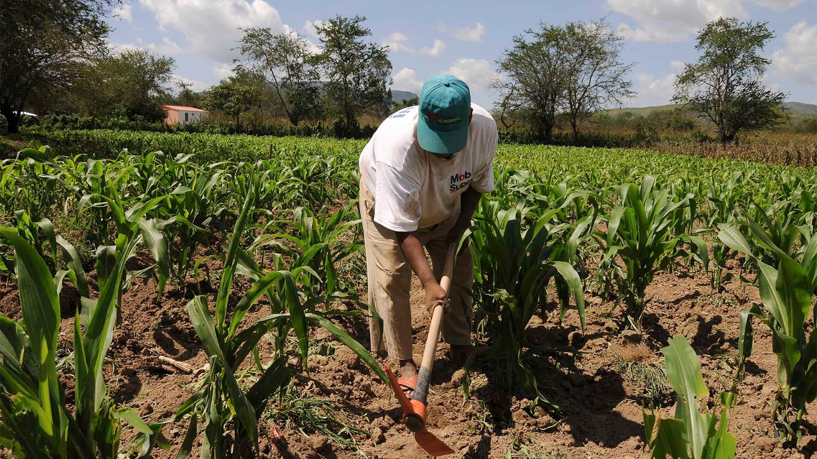 proceso para sembrar maiz