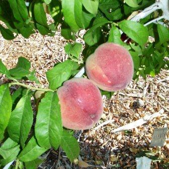 Xtremehorticulture of the Desert: Indian Free Peach Will Require a ...