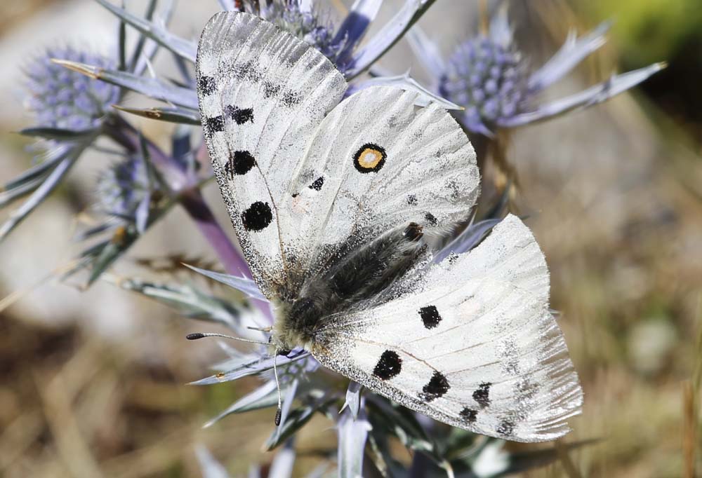 Belén Menéndez Solar: PARNASSIUS APOLLO. La mariposa de los glaciares.