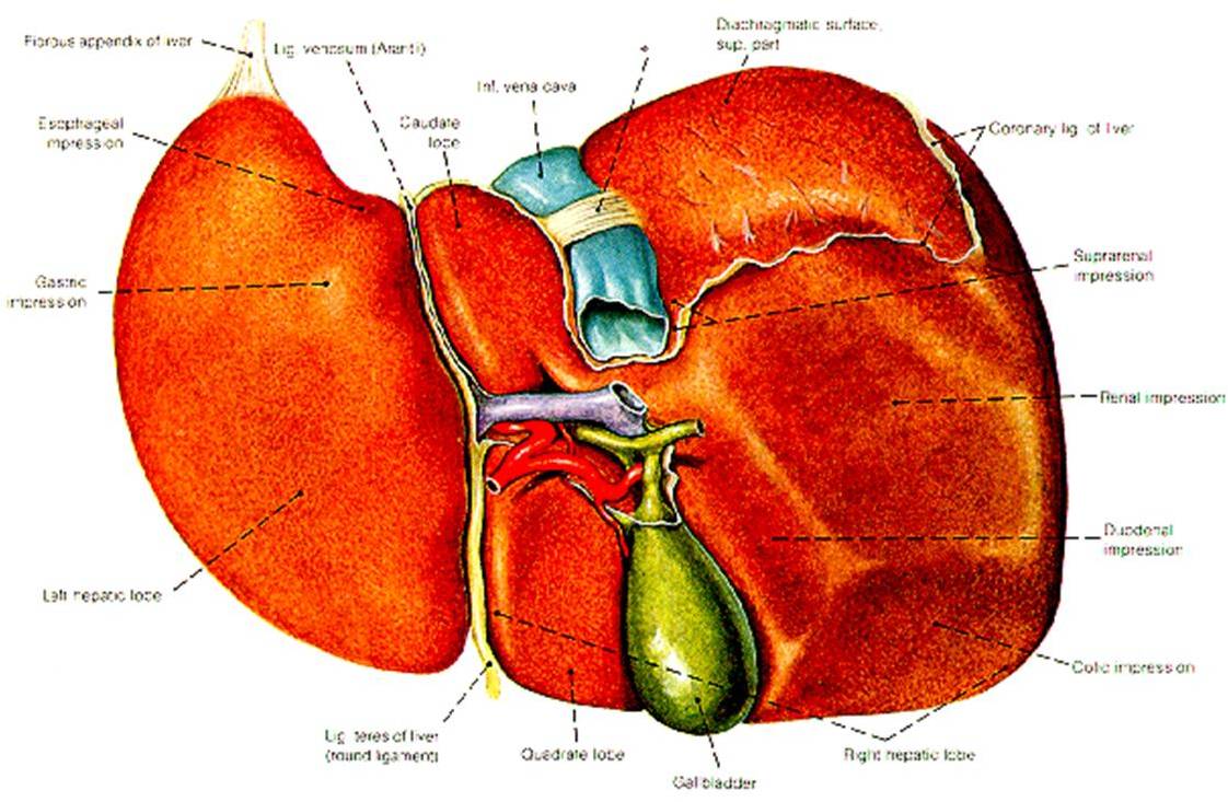 .: Medicina Islamica :.: Anatomi - Fisiologi hepar