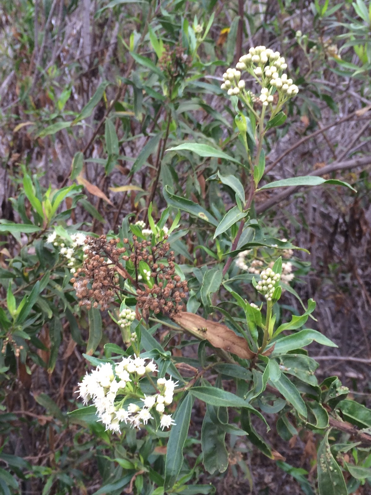 Wildwood Wildflowers