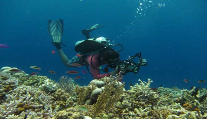 20 SCUBA DIVING TERBAIK DI INDONESIA