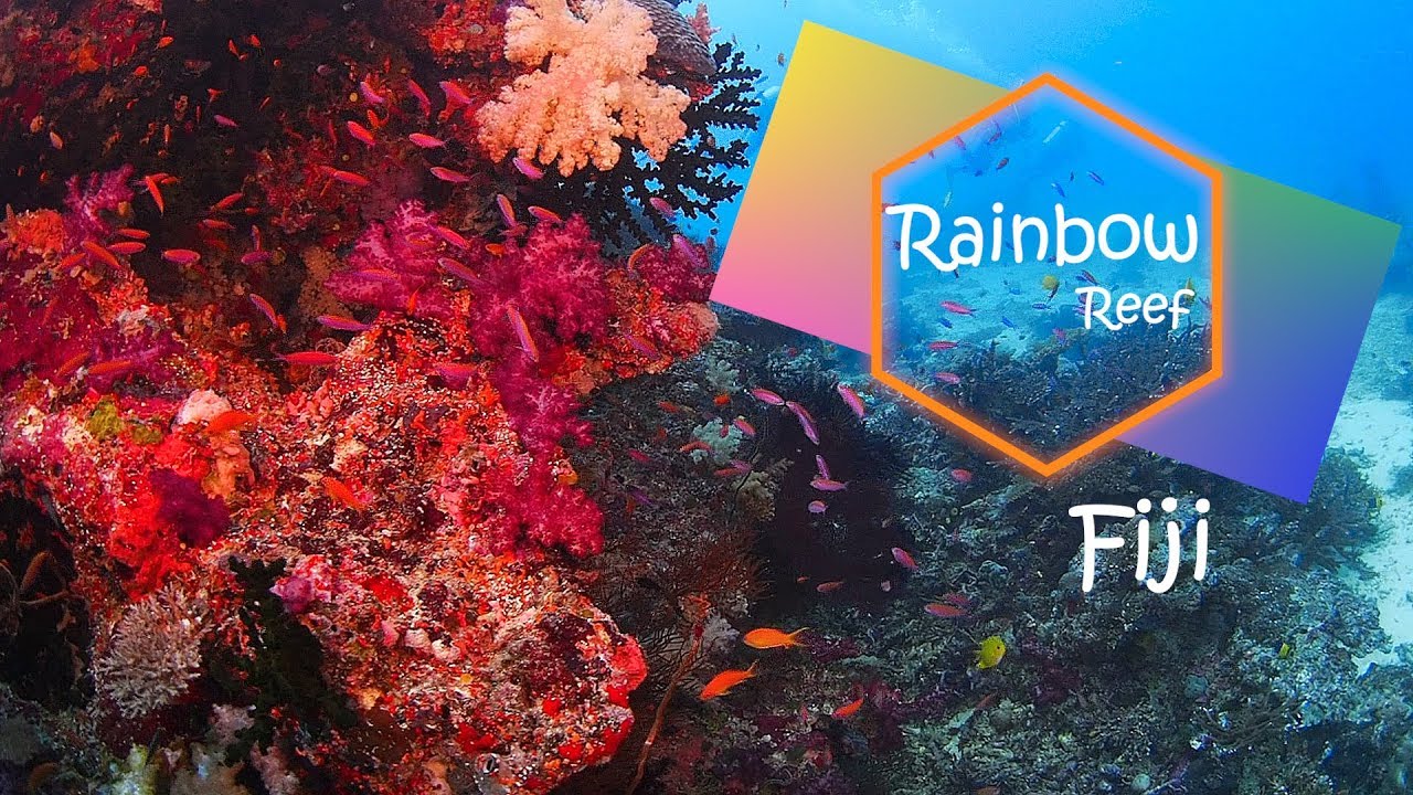 EXAMS AND ME : Rainbow Reef
