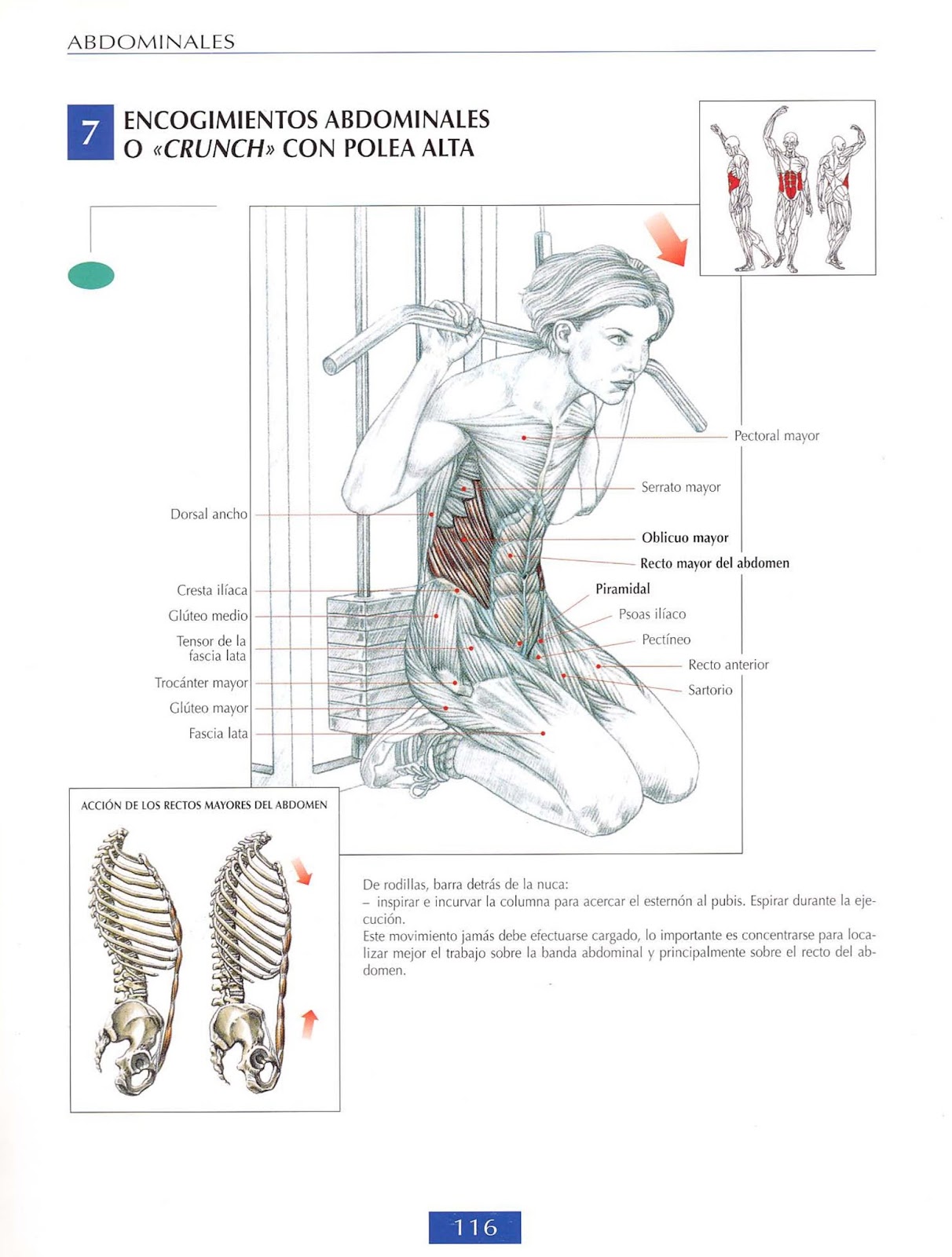 Ejercítate 365: ENCOGIMIENTOS ABDOMINALES O «CRUNCH» CON POLEA ALTA. HOMBRE
