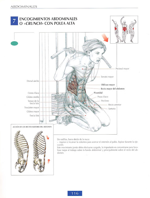Ejercítate 365: ENCOGIMIENTOS ABDOMINALES O «CRUNCH» CON POLEA ALTA. HOMBRE