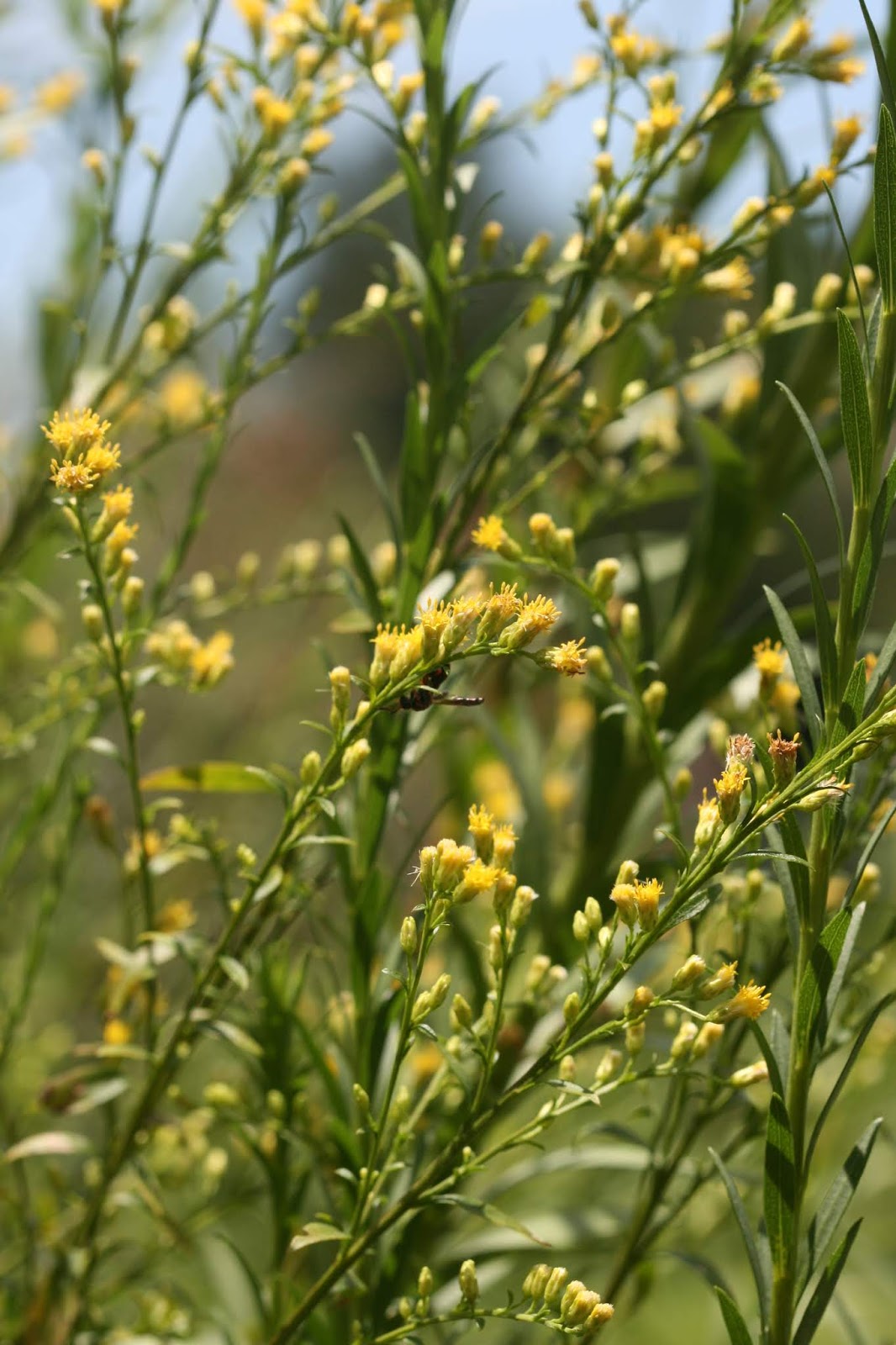 Solidago Arguta