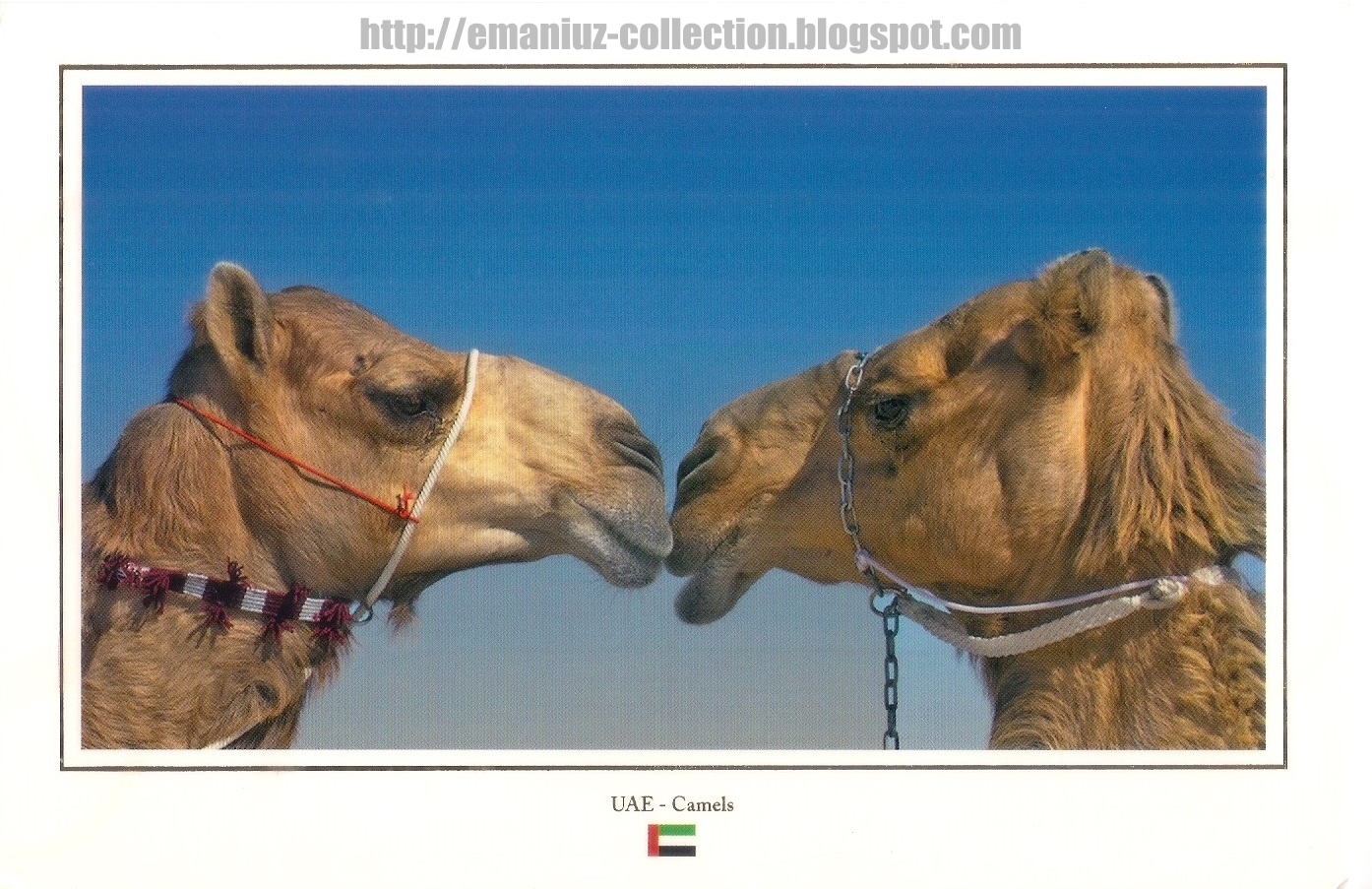 Postcard of the United Arab Emirates | Camels | Emaniuz Collection