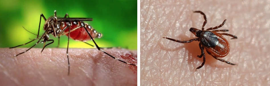 PA Environment Digest Blog: Counties, DEP Began Surveillance For ...