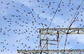 Bird Flight Diverter on Transmission Lines