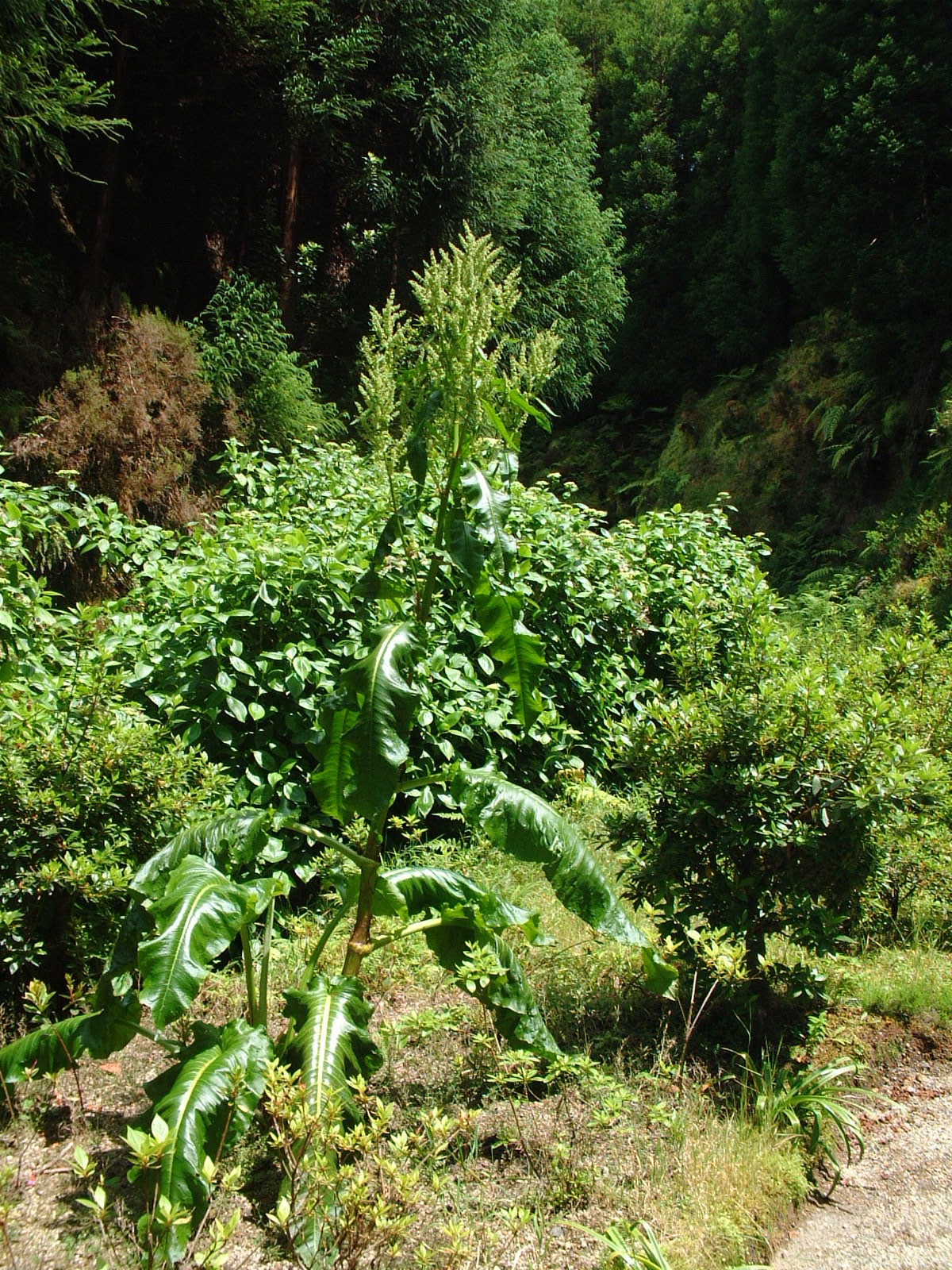 Em Defesa das Plantas dos Açores: Rumex azoricus Rech.