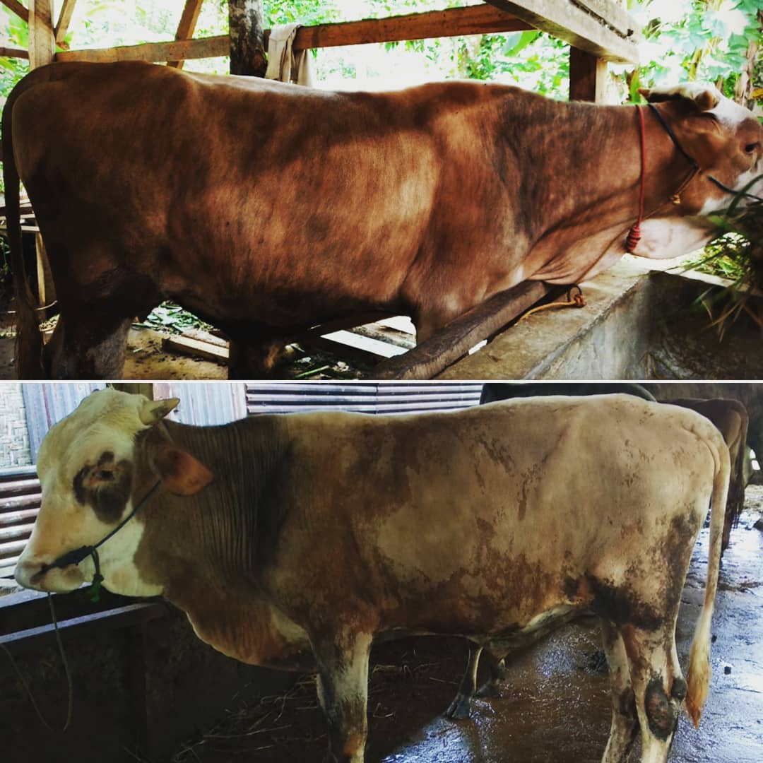 Ciri - Ciri, Keunggulan, dan Karakteristik Sapi Simental atau Sapi Metal