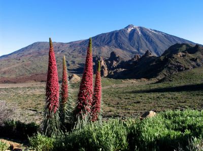 Parque Nacional del Teide ( Flora y Fauna ) ~ MundoTenerife