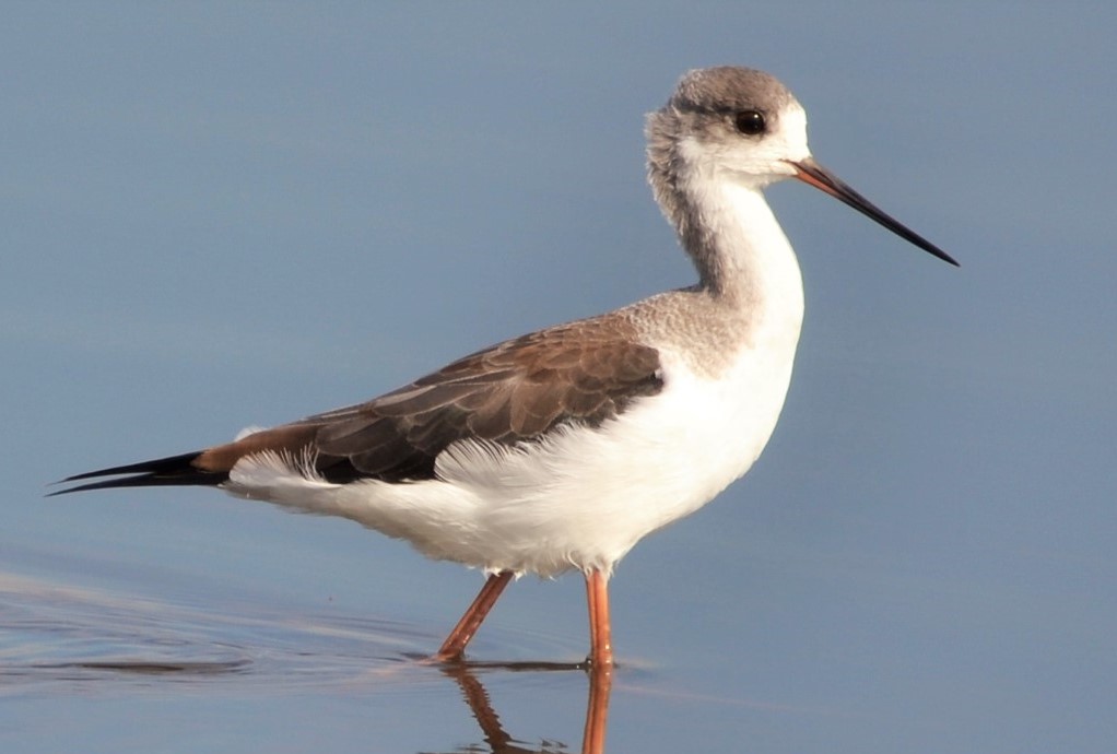 Imagens da vida animal: Pernilongo - Himantopus himantopus