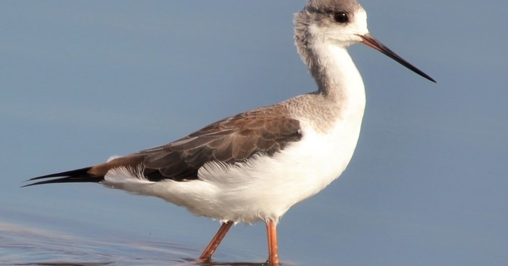 Imagens da vida animal: Pernilongo - Himantopus himantopus