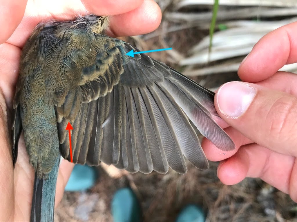 Kiawah Island Banding Station: FOS: Indigo Bunting!