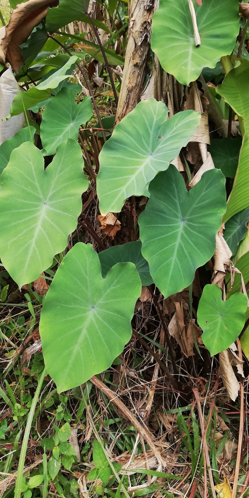 Garden Chronicles of James David: Swamp Taro - Colocasia esculenta L.