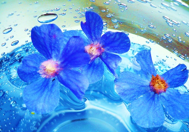 Sistema de Sanación Natural Tinerfe: Gurudas y la Medicina Vibracional