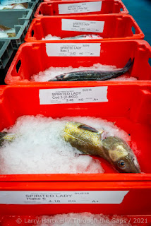 Through the Gaps! - Newlyn Fishing News: First online fish auction of ...