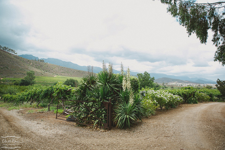 Thomas + Vicky | Wolfkloof | Robertson | Aglow Photography