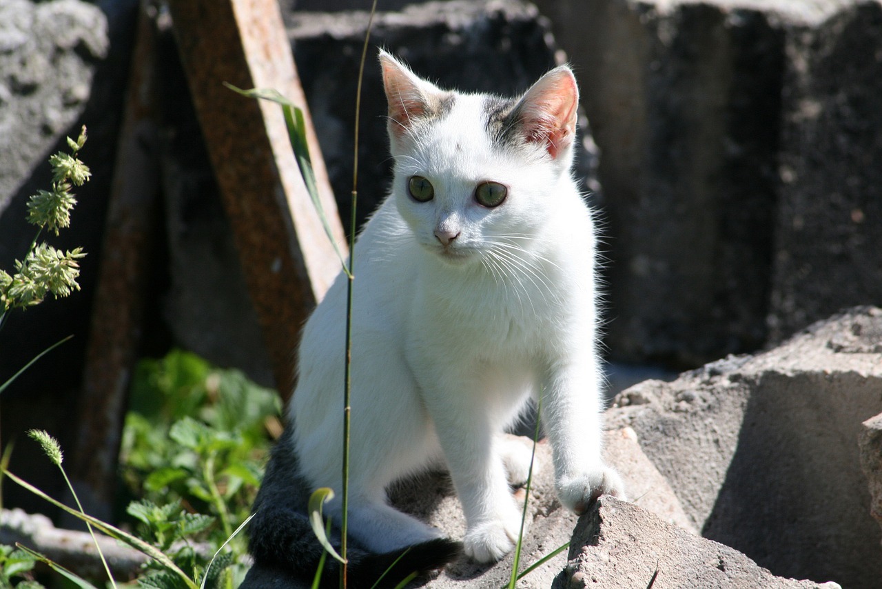 AUTENS DIRECT How To Adopt A Stray Animal autens-direct-how-to-adopt-a-stray-animal