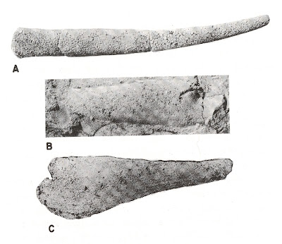 Catalogue of Organisms: The Beak-Shells' Legacy