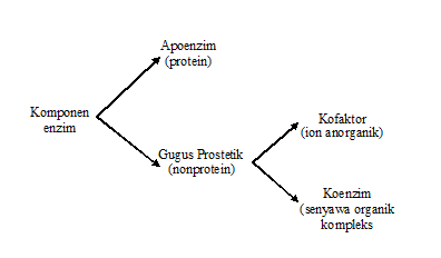 Laporan Praktikum Biologi Enzim Katalase - KoSingkat