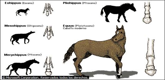 la investigacion de los fosiles de la evolucion: la evolución del caballo