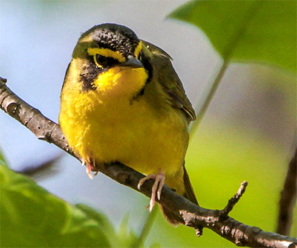 Bellas Aves de El Salvador: Geothlypis formosa ( chipe cachete negro o ...