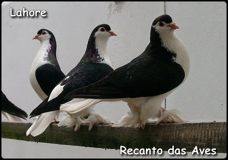 VH Birds: Conhecendo Pombas de Leque