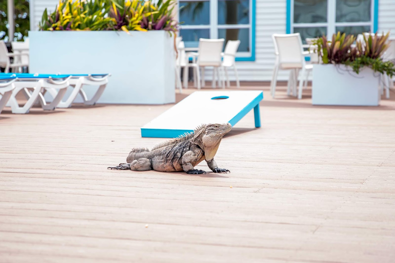 Alice Gostick: Things to do in Grand Cayman - Visit Little Cayman