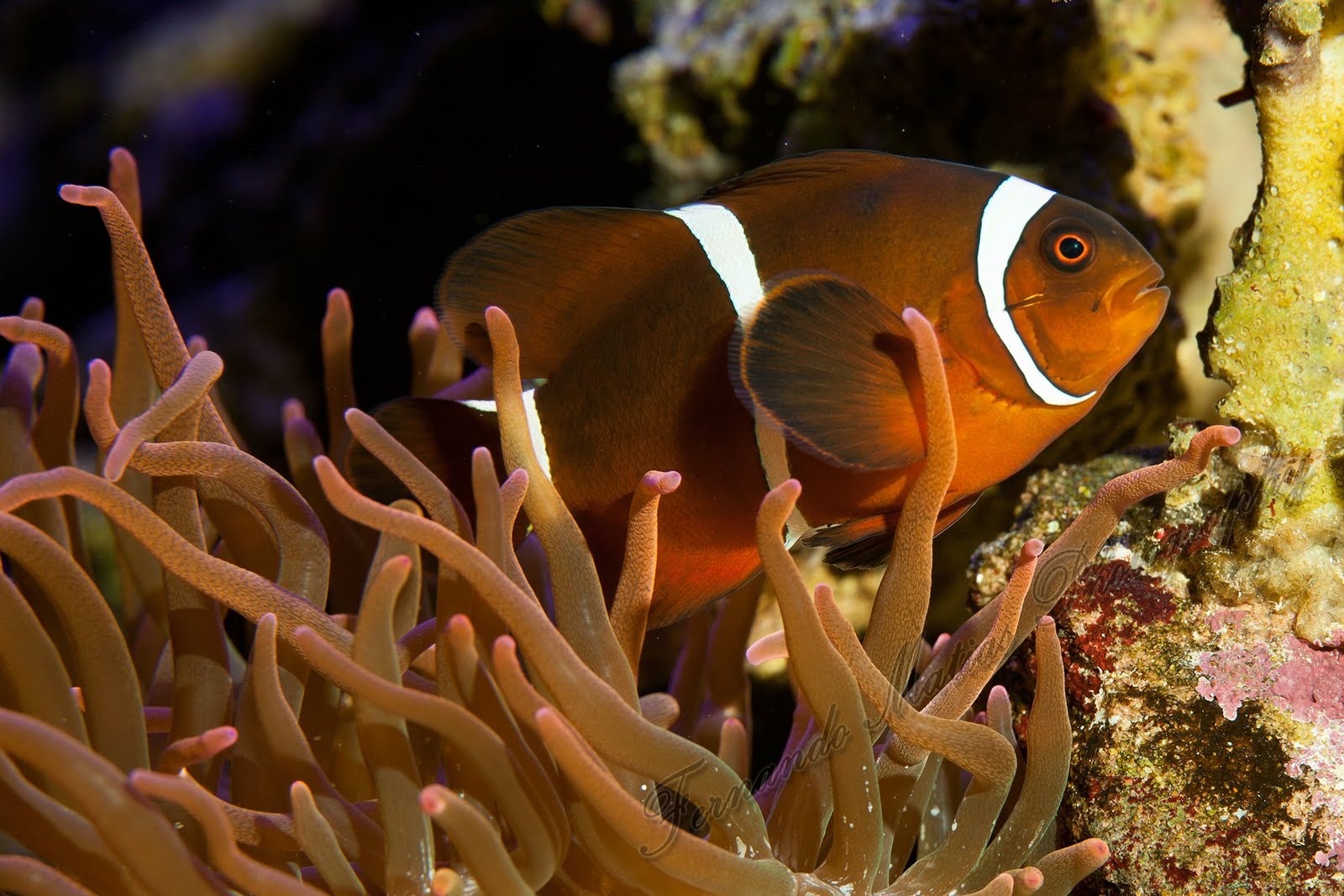 Fernando Matias Photography - Ottawa Ontario - Ottawa Wedding ...