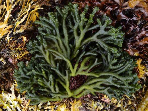 Peces y plantas ornamentales: Codium Tomentosum - Codium