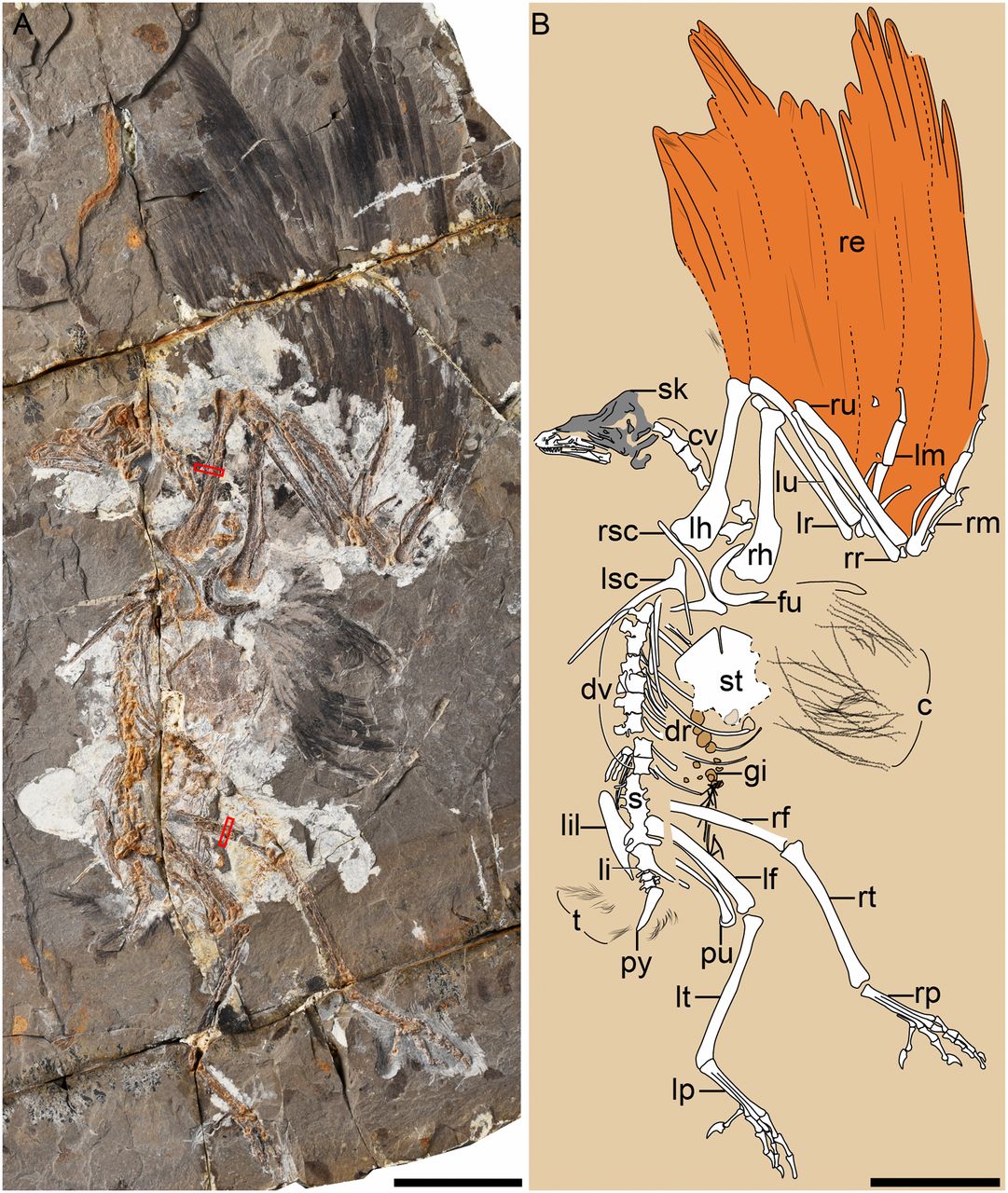 Raptormaniacs: New (Extinct) Maniraptors of 2018