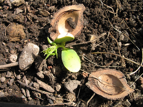 HOW TO GROW A PEACH TREE FROM A STONE? |The Garden of Eaden