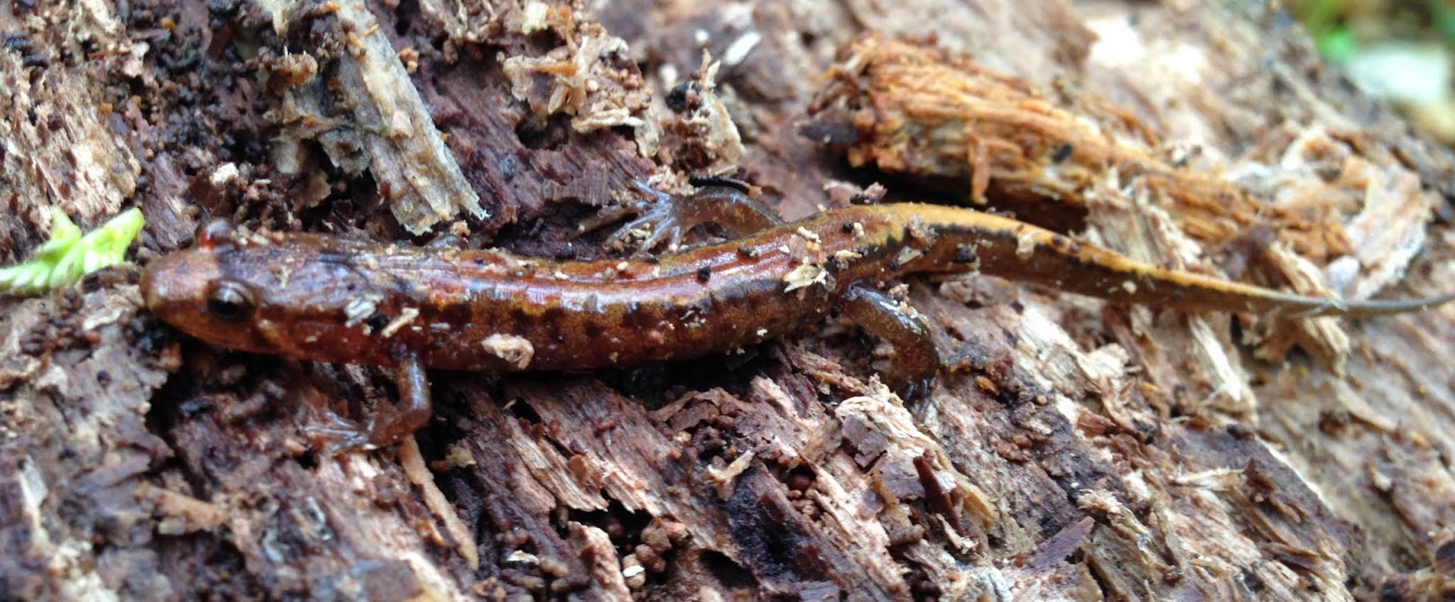 Salamanders of the Great Smoky Mountains