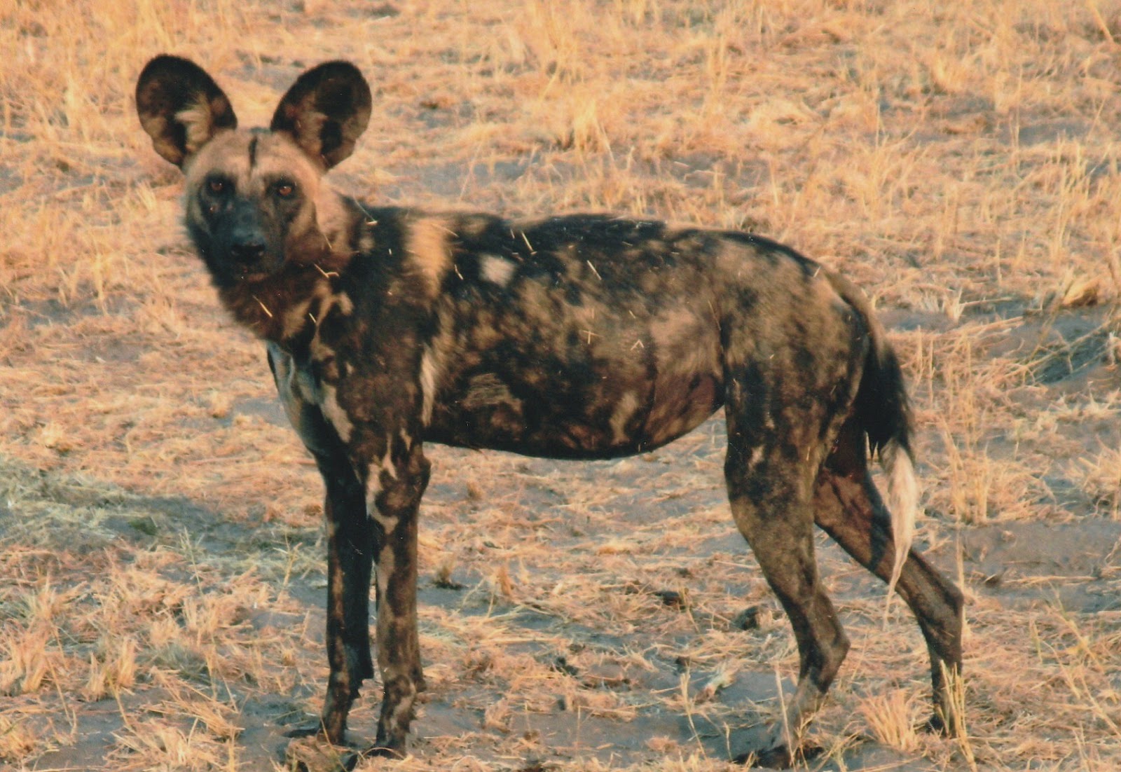 A Wandering Widow - Solo Travel