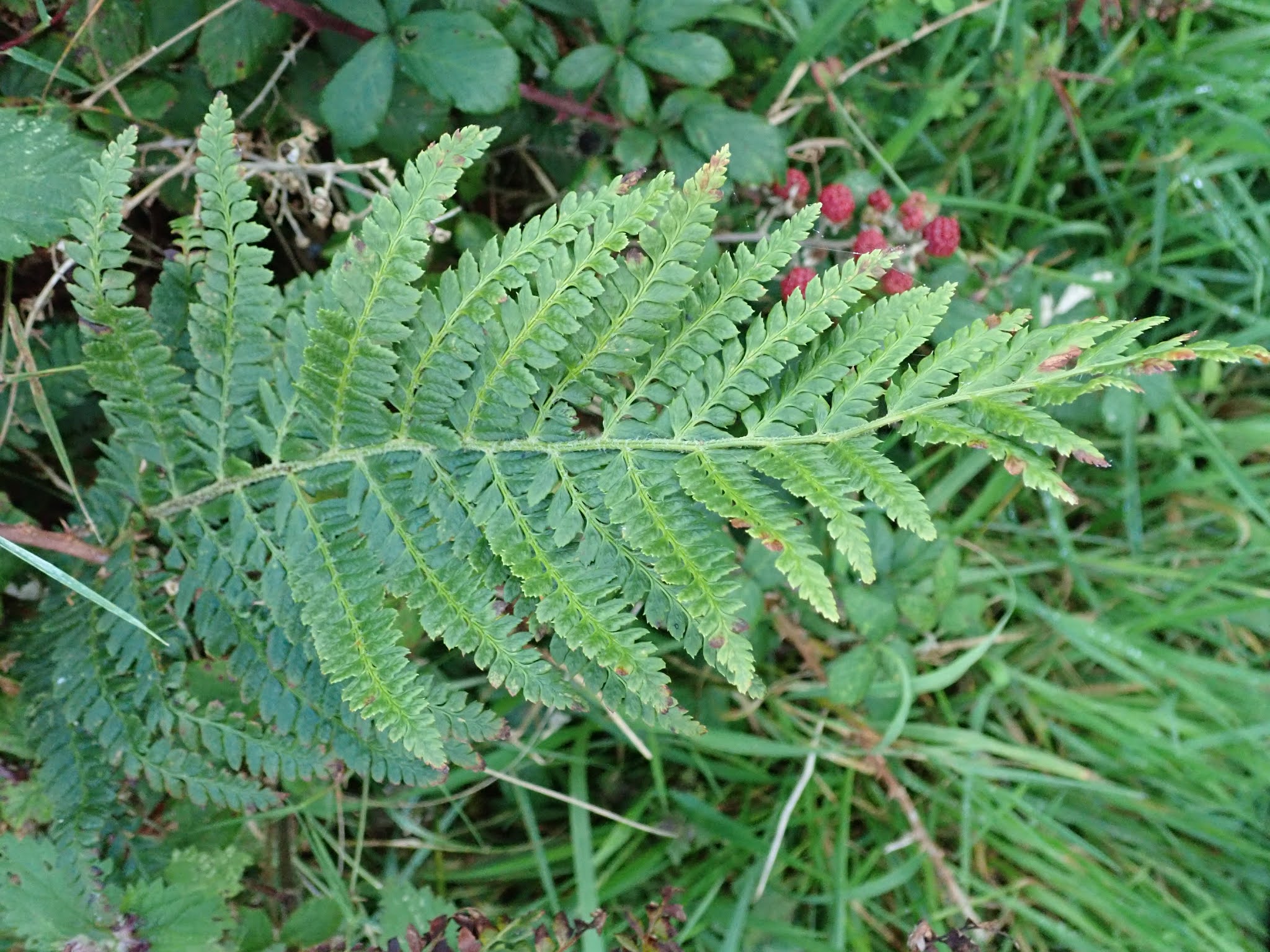 Violets and others: A start into Ferns. Bipinnate or Tripinnate.