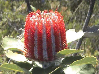 Banksia | World Of Flowers