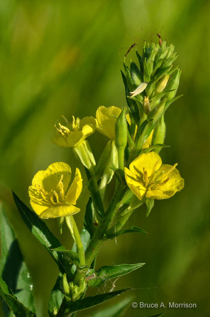 Prairie Hill Farm Studio: Prairie Plant of the Week - Evening Primrose