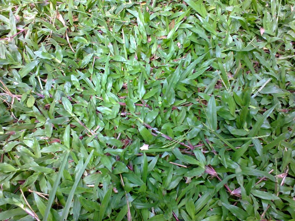 MACAM MACAM RUMPUT TAMAN | PUSAT rumput gajah mini, rumput golf, rumput ...
