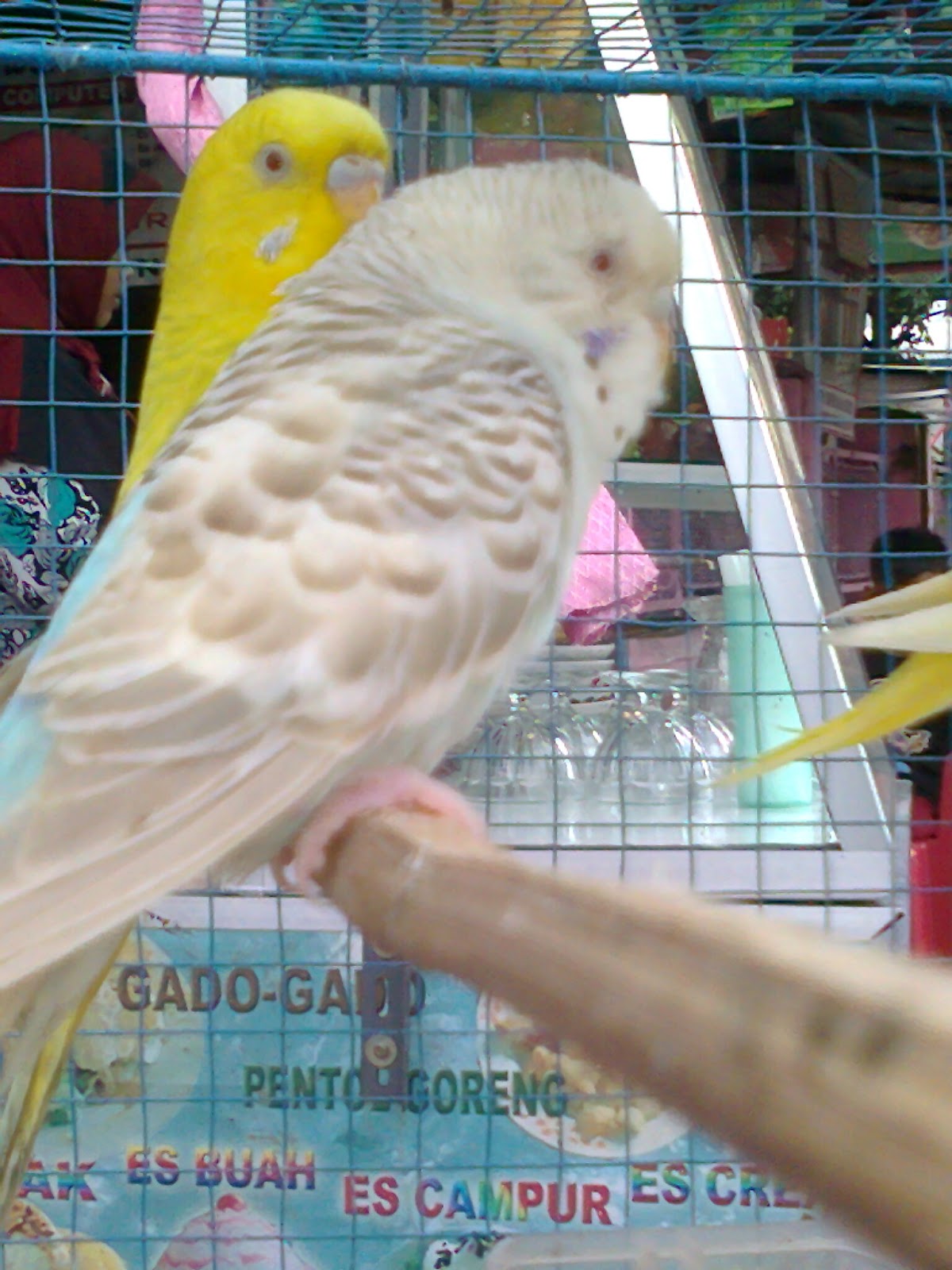 Peternak Burung Parkit: Burung Parkit Albino