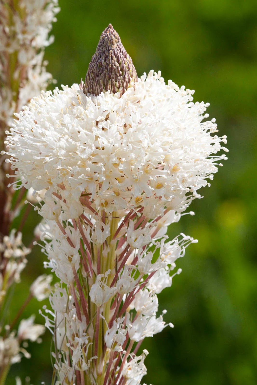 NWflora: Bear-Grass, Xerophyllum tenax