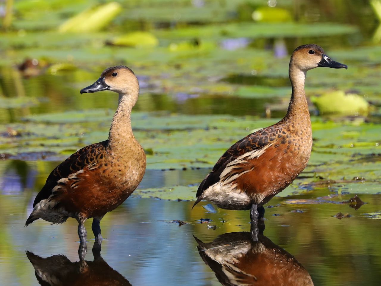 Avithera: Wandering Whistling-Duck
