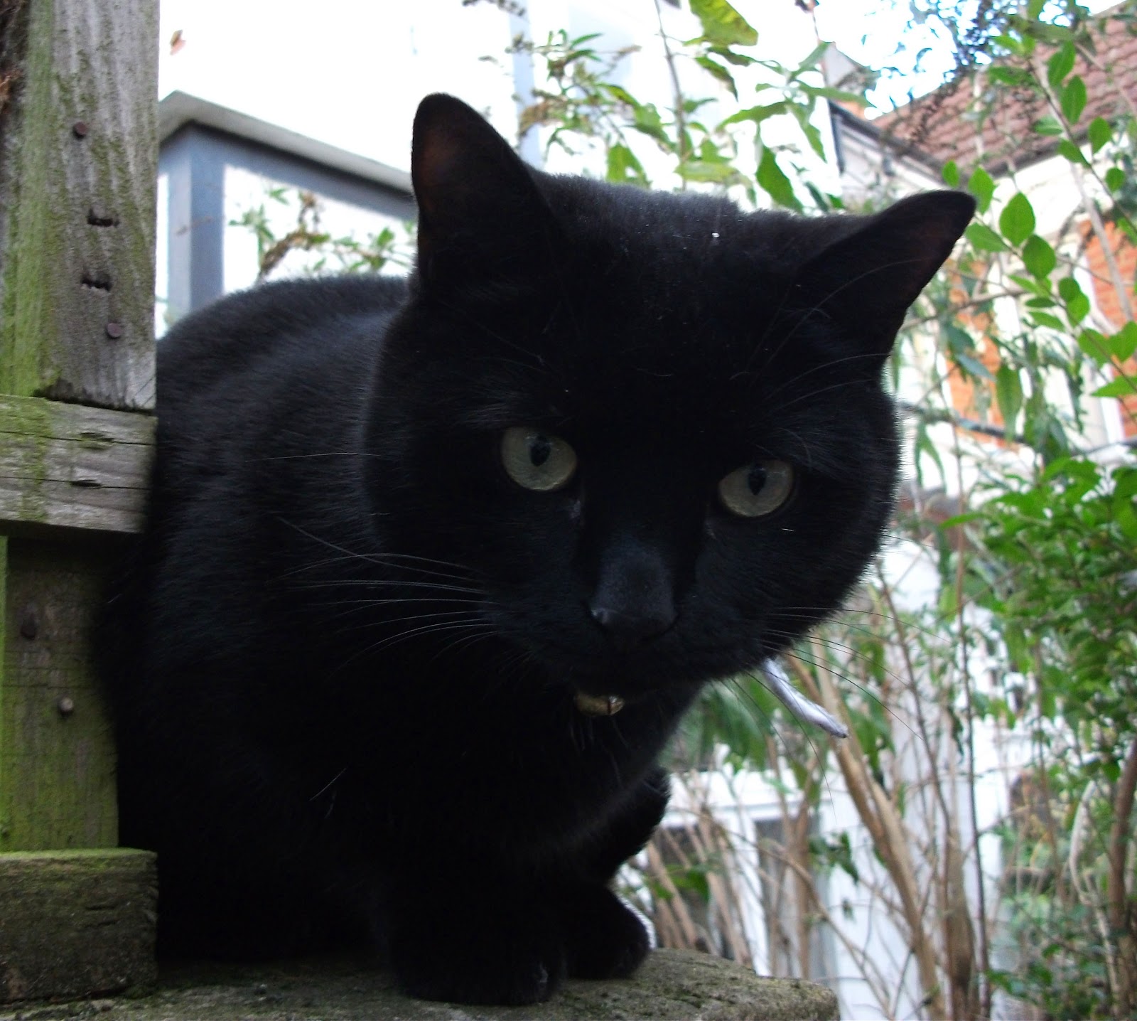 Streetmogs: Mog Shots