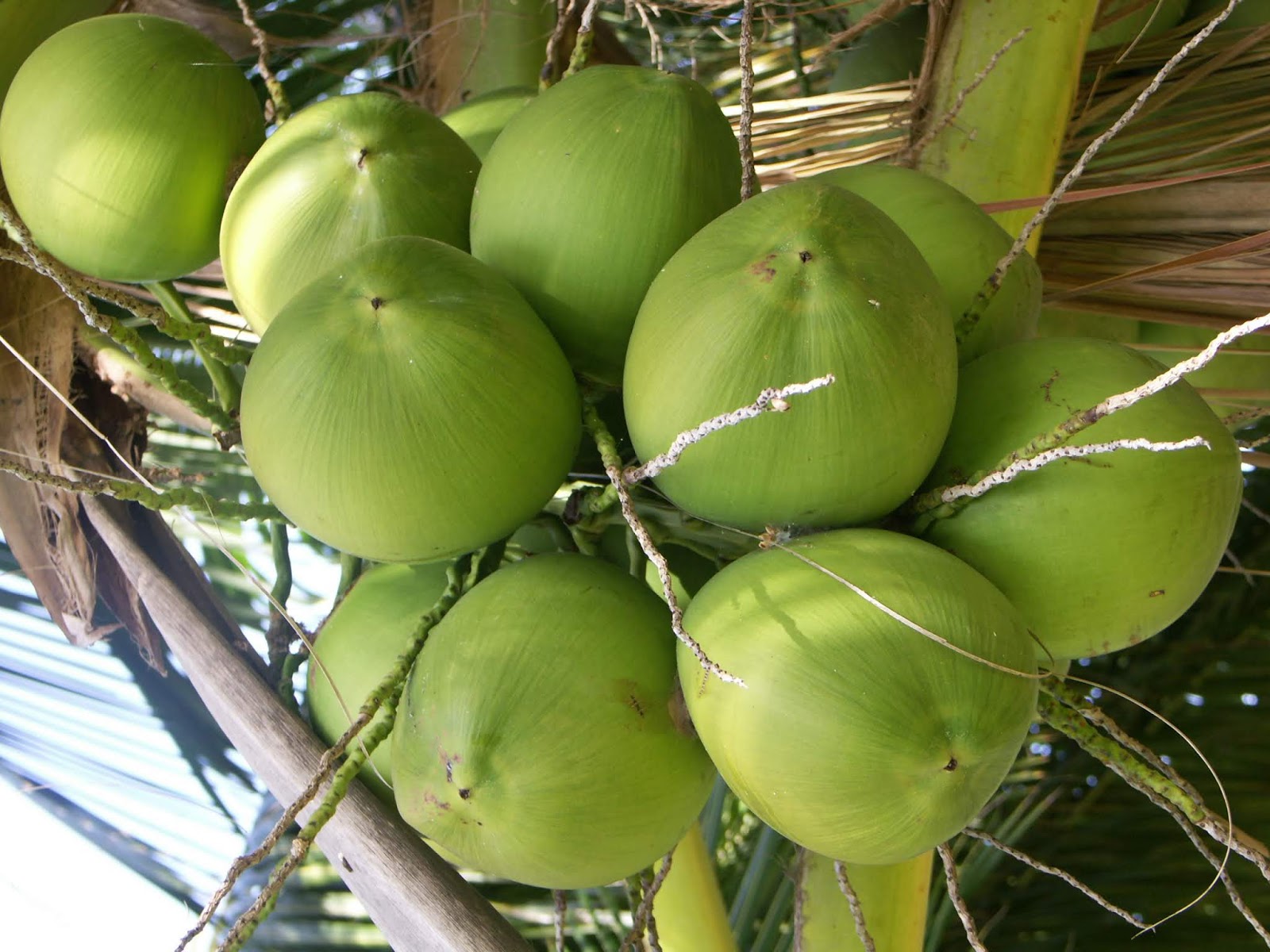 Coconut planting material for the Pacific region: Marshall Islands