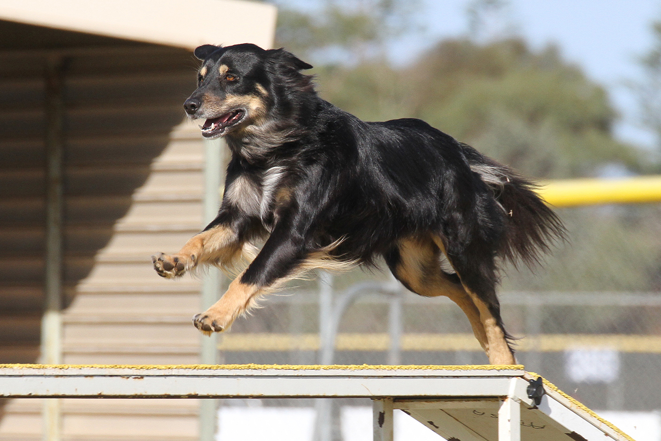 Agility Dog Club of SA Agility & Jumping Trials - July 27 | Australian ...