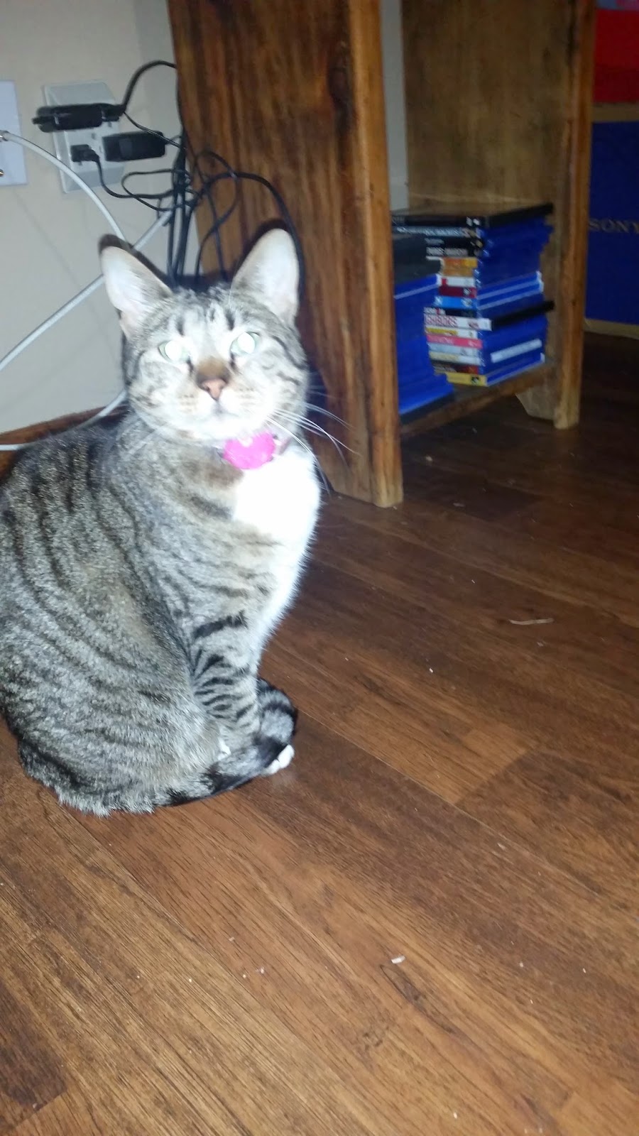 Cat Caller Review | Stacey's Reviews